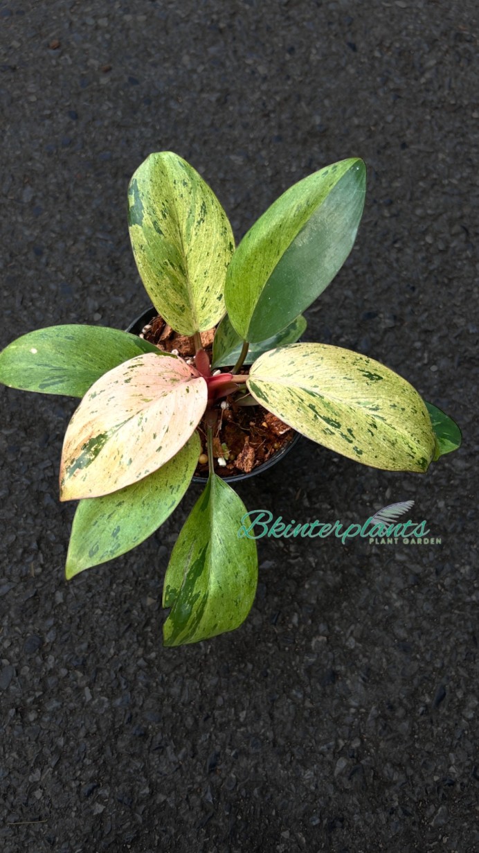 Philodendron Drafted Red Congo Mint Marble -Rare Tropical Foliage ...