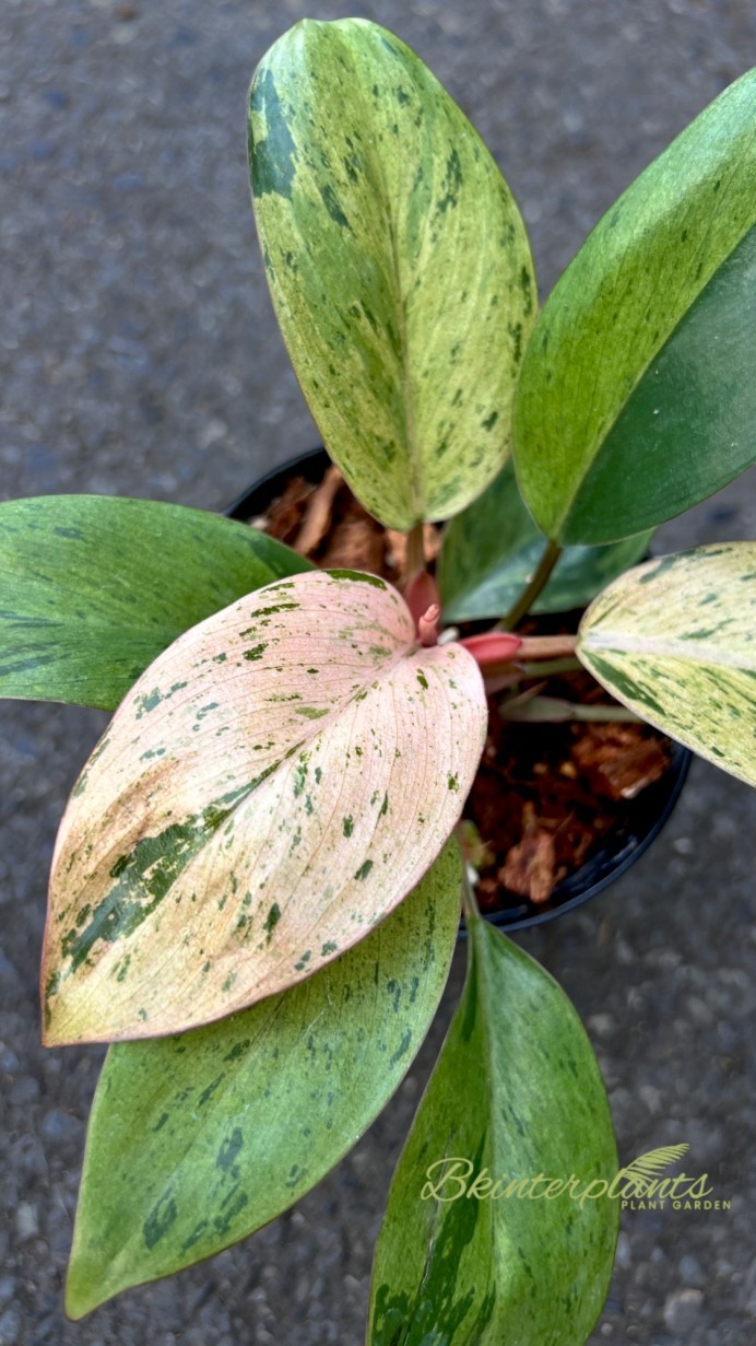 Philodendron Drafted Red Congo Mint Marble -Rare Tropical Foliage ...