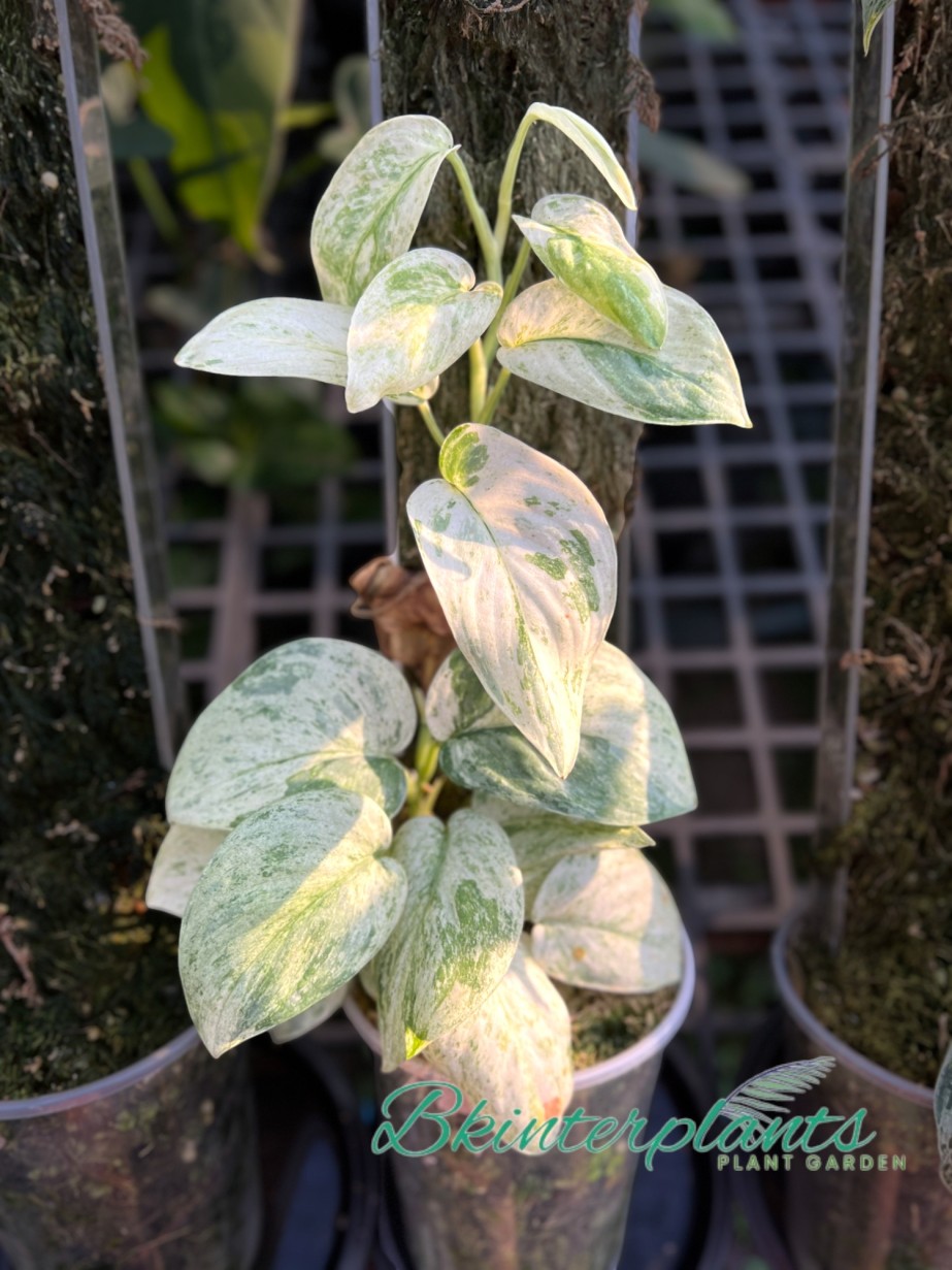 Scindapsus Peasun - Bkinterplants Garden