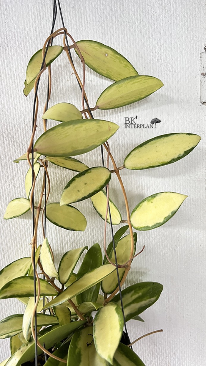 Hoya Acuta Inner Variegated Size L – Rare Tropical Hoya | $39 ...