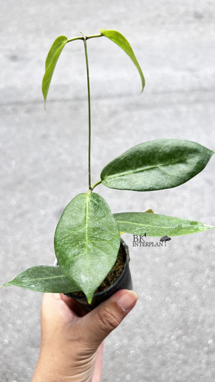 Hoya Megalaster - Bkinterplants Garden