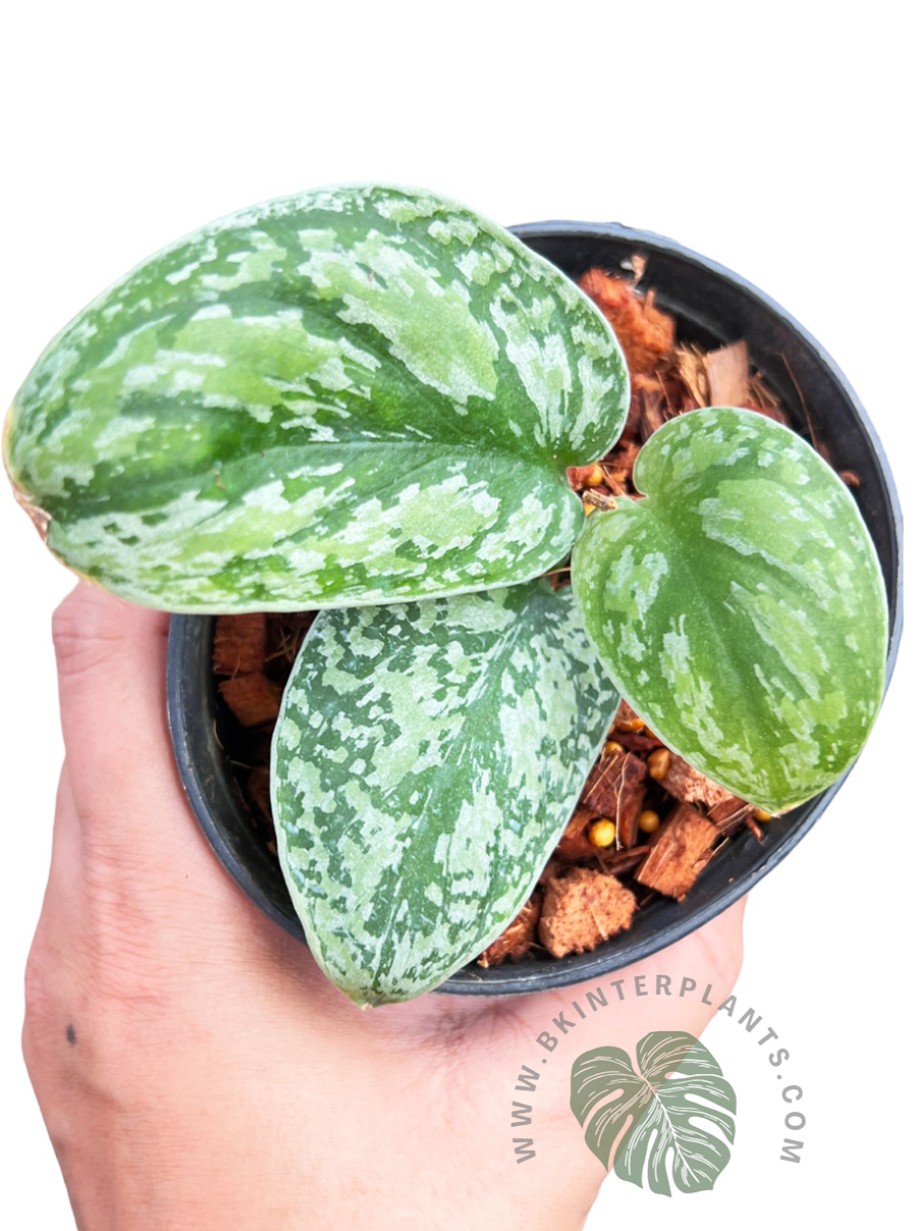 Scindapsus Tricolor Variegated - Bkinterplants Garden