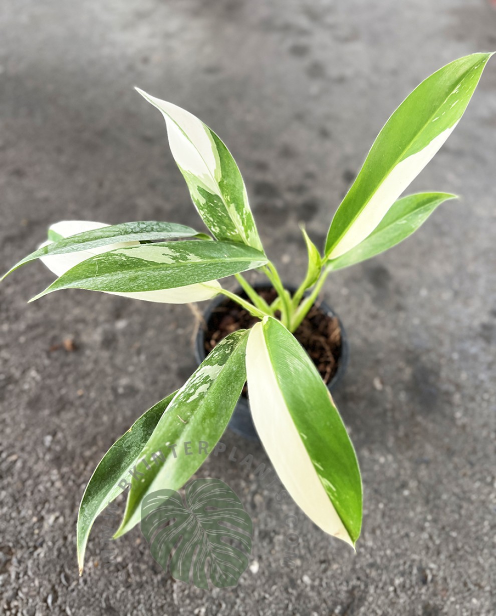 Philodendron Wend Imbe Variegated - Bkinterplants Garden