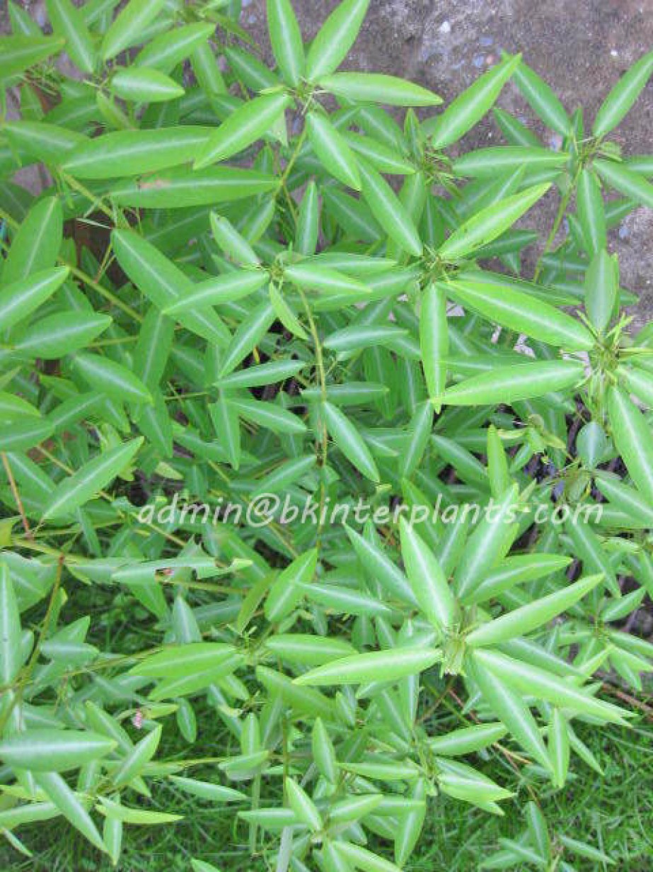 1000 Seeds " Dancing Tree " - Bkinterplants Garden