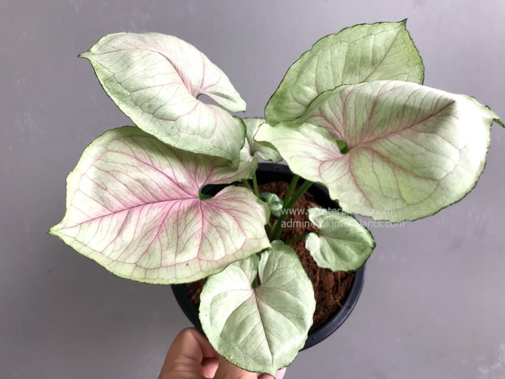 Syngonium Hybrid Bold Allusion - Bkinterplants Garden