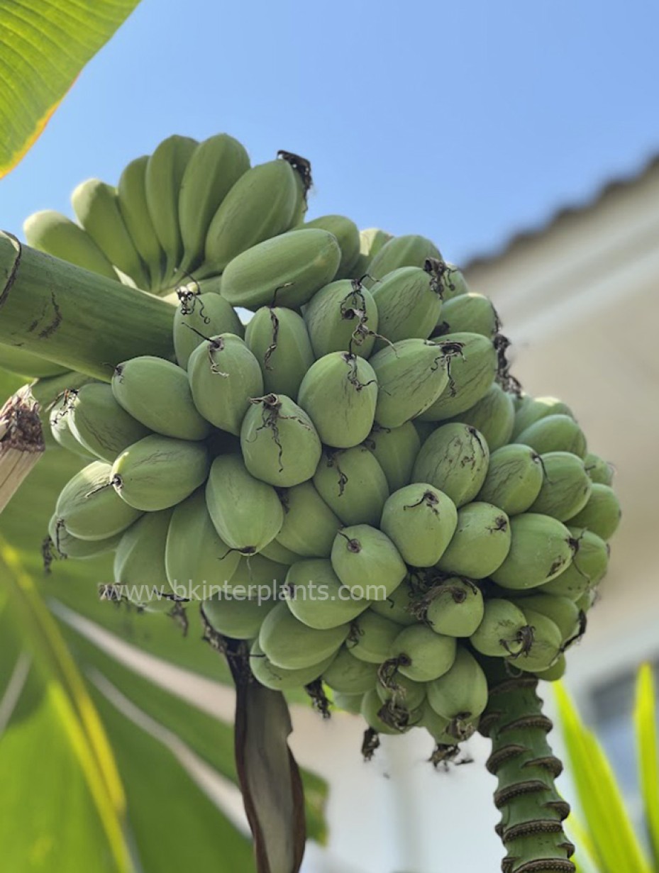 Musa Pitogo - Bkinterplants Garden