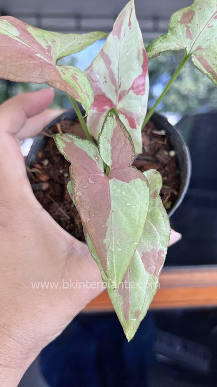Syngonium Pink Salmon - Bkinterplants Garden