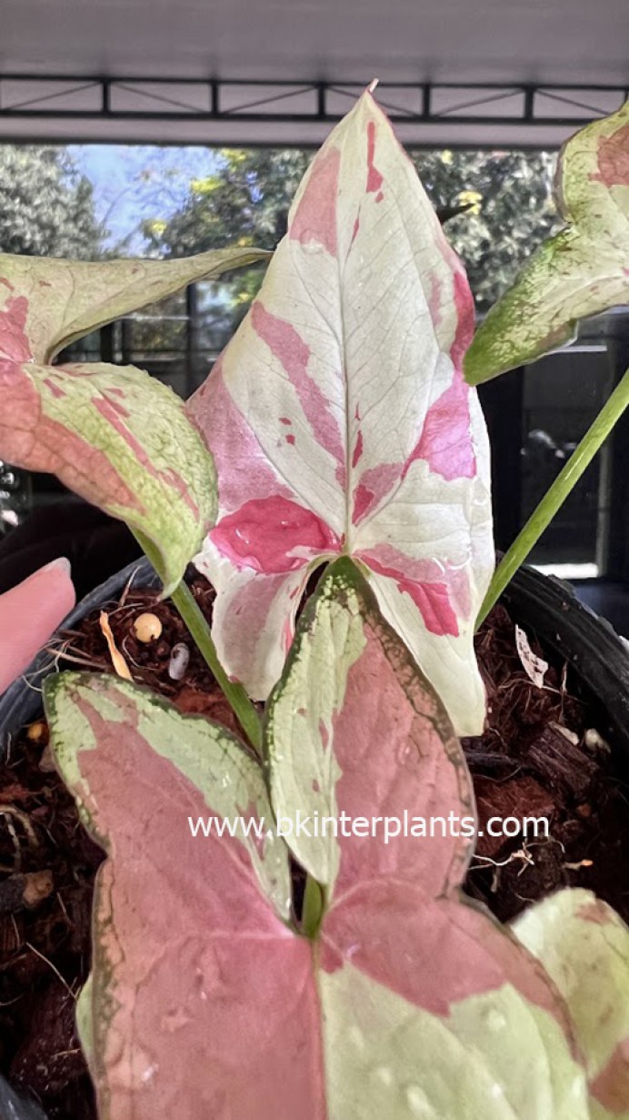 Syngonium Pink Salmon - Bkinterplants Garden