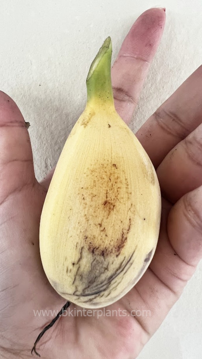 Musa Pitogo - Bkinterplants Garden