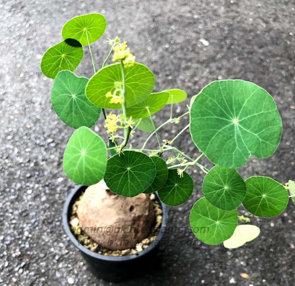 1 Bulb Stephania Erecta Craib - Bkinterplants Garden