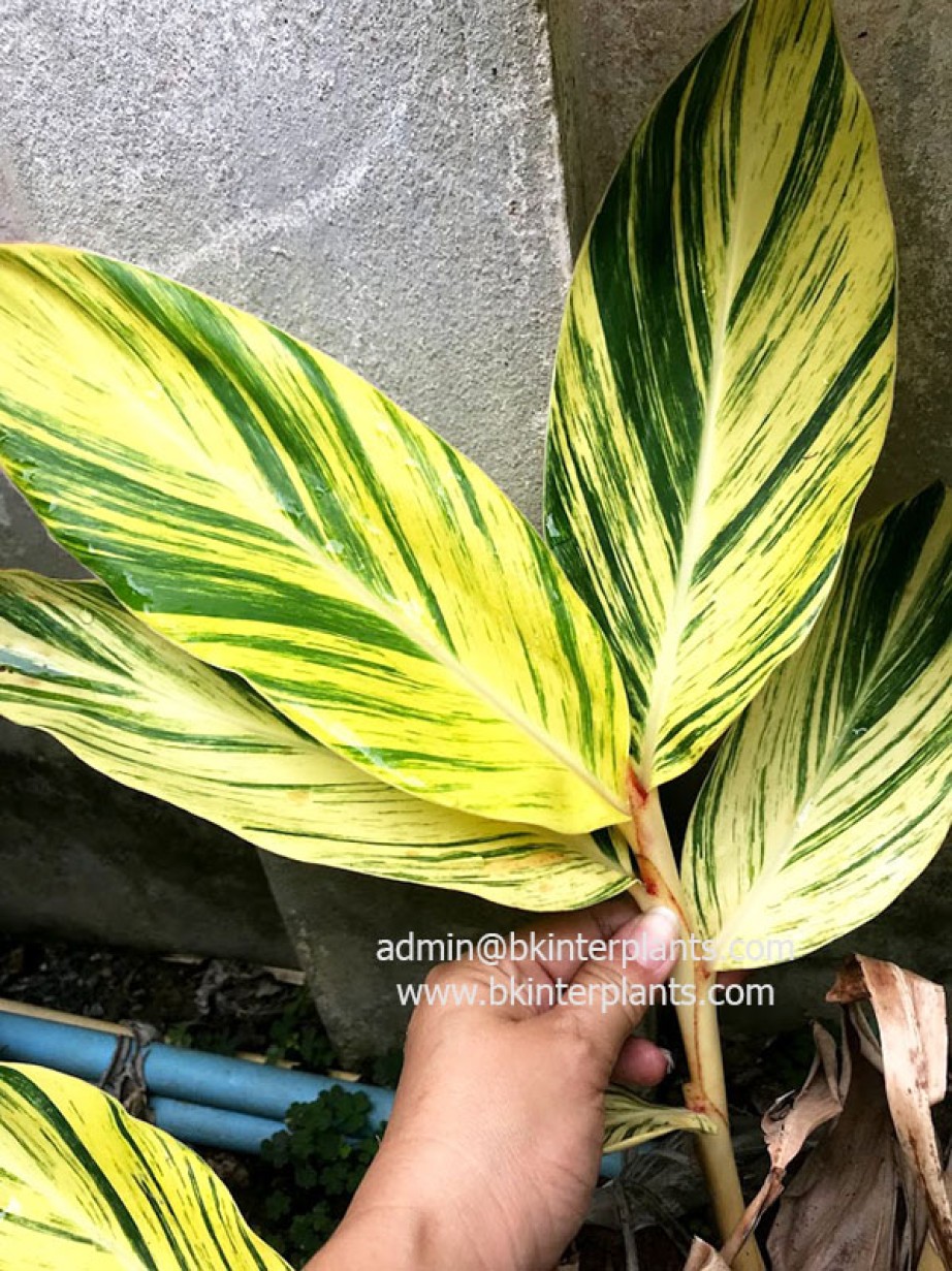 Variegated Shell Ginger - Bkinterplants Garden