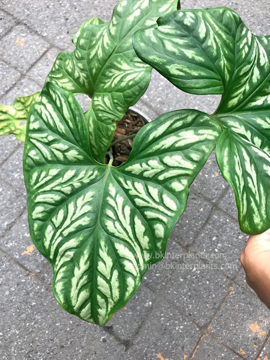 Cercestis Mirabilis - Bkinterplants Garden