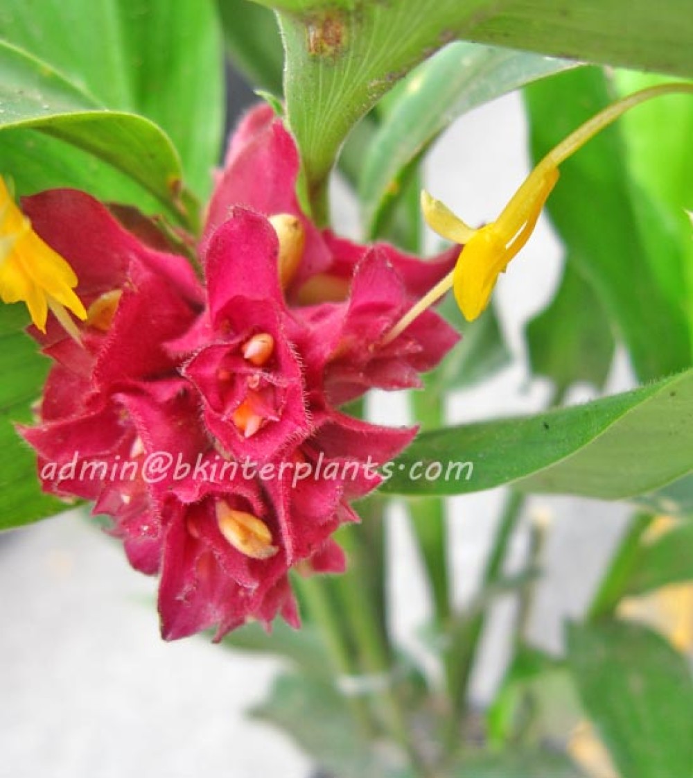 3 Corms " Red Globba " - Bkinterplants Garden