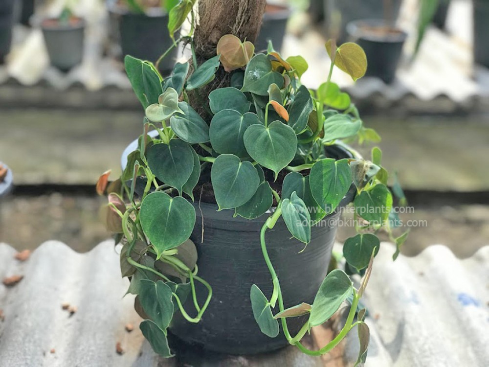 Philodendron Lupinum - Bkinterplants Garden