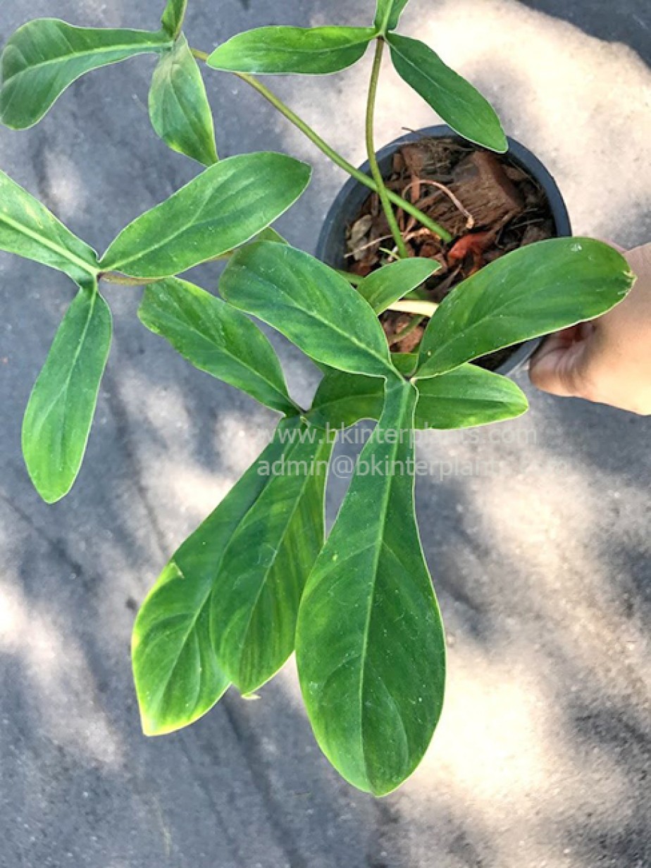 Philodendron 69686 - Bkinterplants Garden