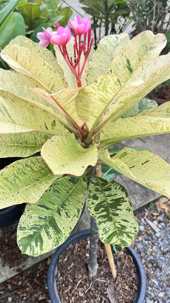 5 Plants Plumeria Maya Leaf Variegated - Bkinterplants Garden