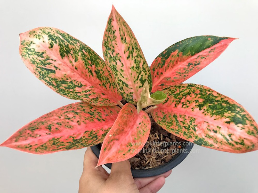 Aglaonema Orange Aura - Bkinterplants Garden