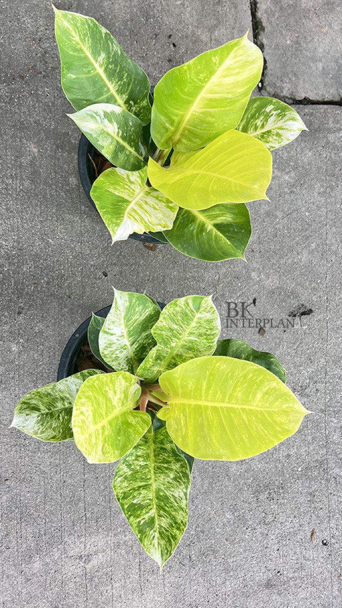 Philodendron Albo Moonlight Variegated - Houseplants - Bkinterplants Garden