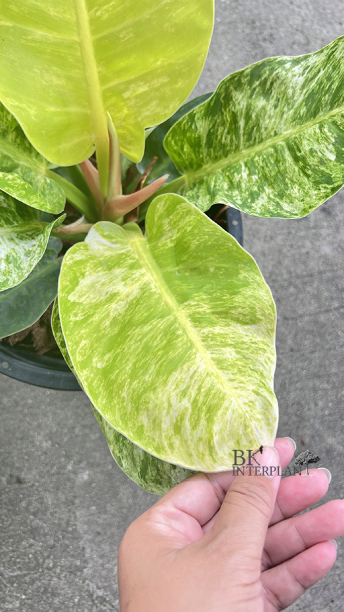 Philodendron Albo Moonlight Variegated - Houseplants - Bkinterplants Garden