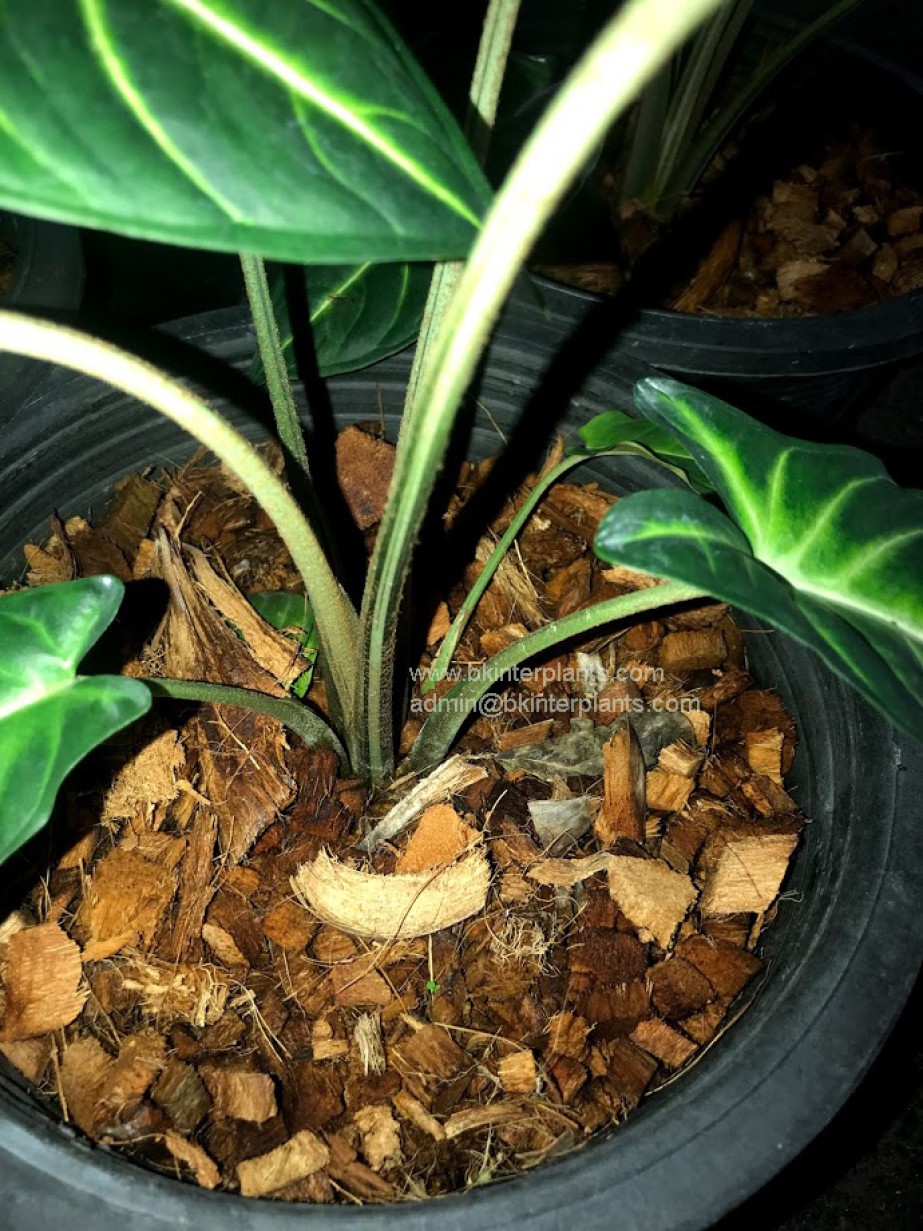 Xanthosoma lindenii - Bkinterplants Garden