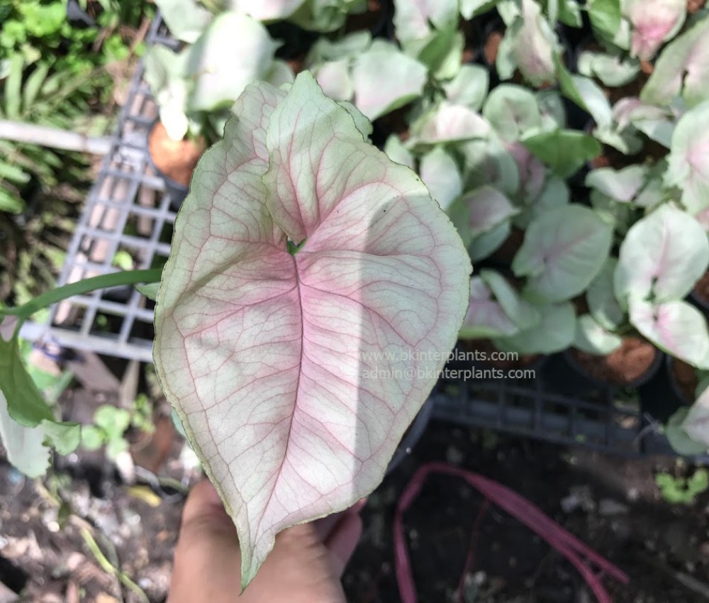 Syngonium Hybrid Bold Allusion - Bkinterplants Garden