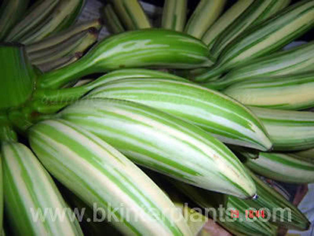 5 Plants Musa Banana Florida Variegated - Bkinterplants Garden