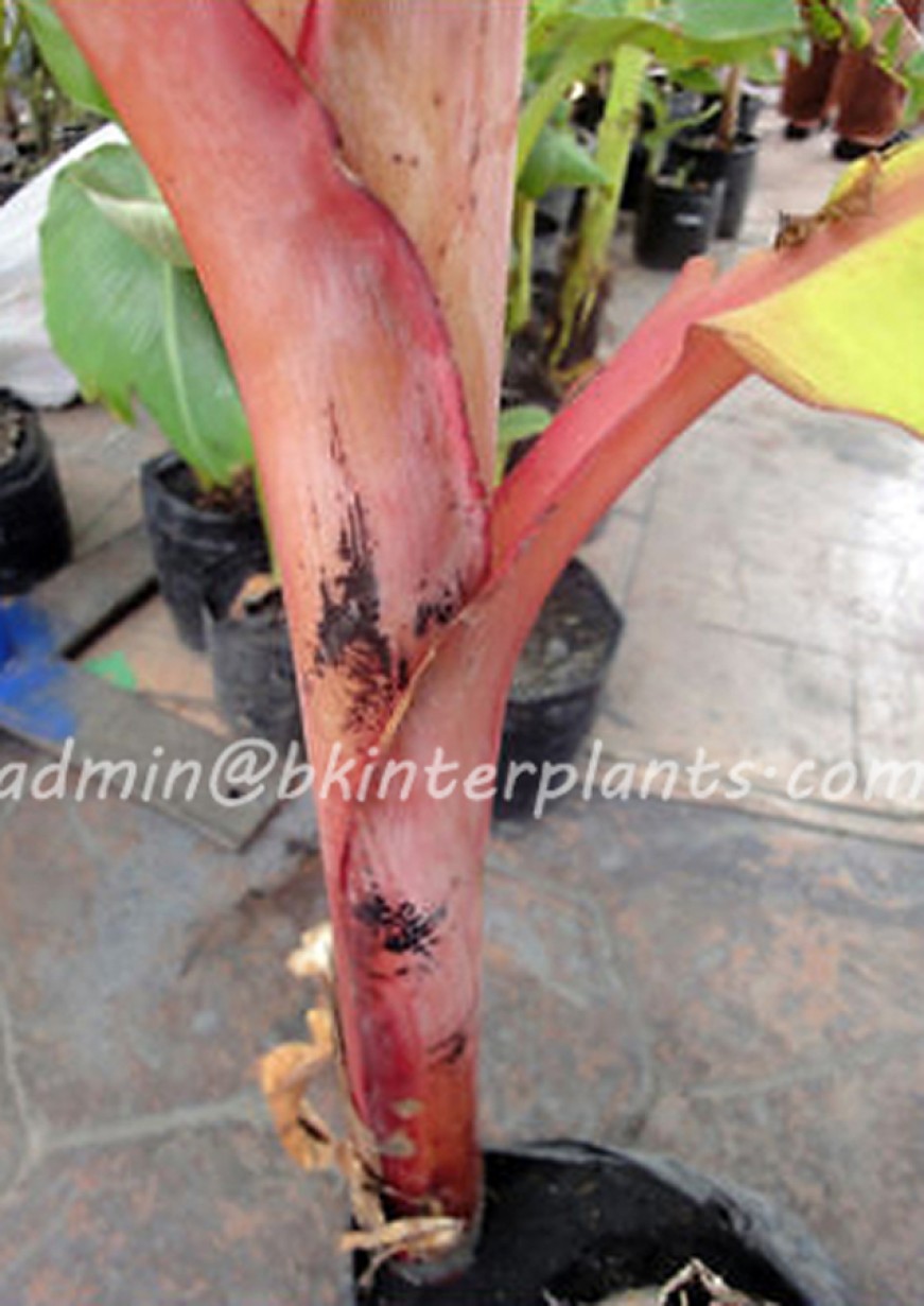 Musa Banana " Siam Red " - Bkinterplants Garden