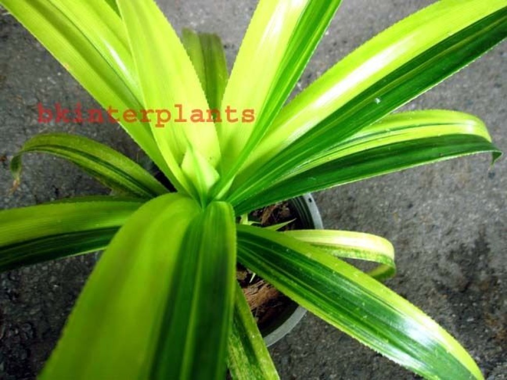 Pandanaceae Pandom Vangi Variegated - Bkinterplants Garden