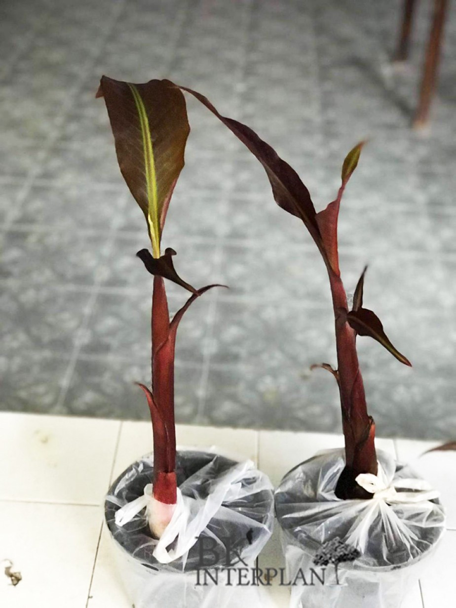 Musa ‘Super Black’ Black variegated - Bkinterplants Garden