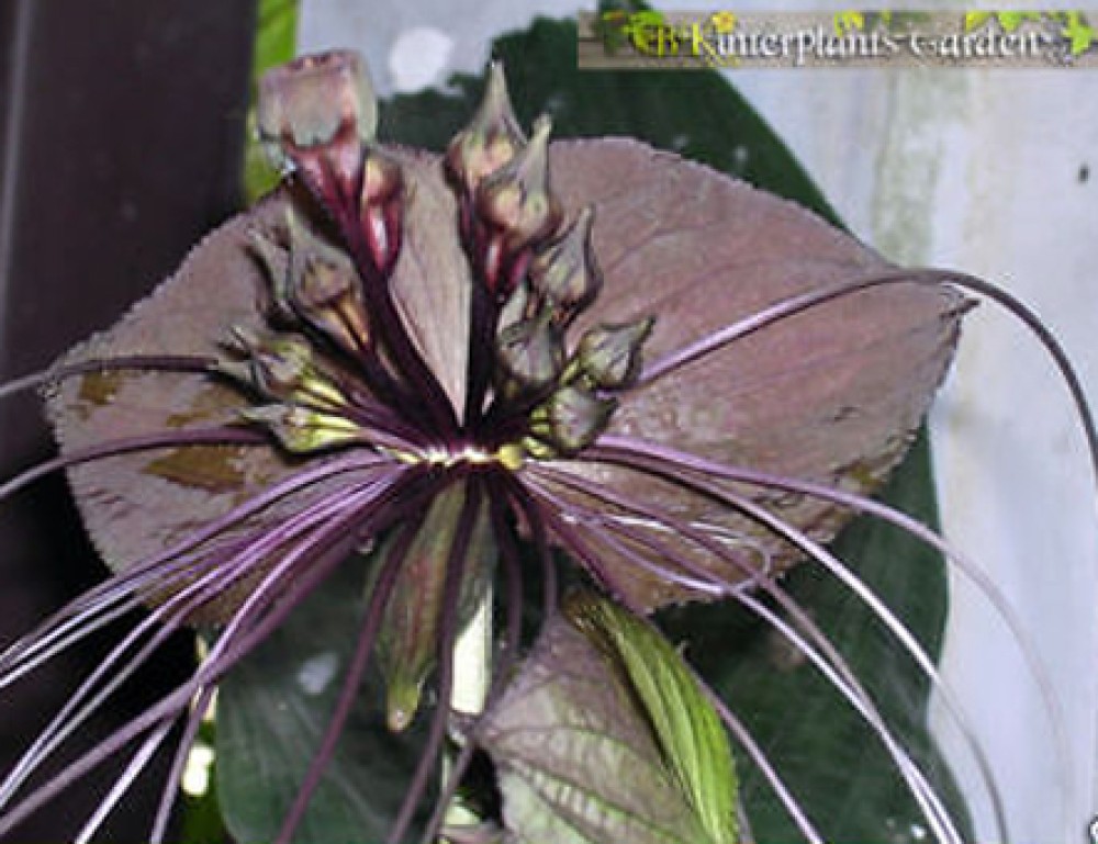 Tacca Black Bat Flower - Bkinterplants Garden