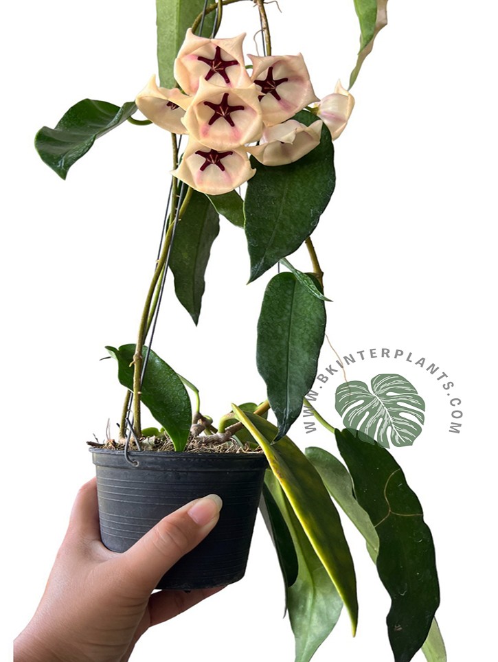 Hoya Archboldiana White - Bkinterplants Garden