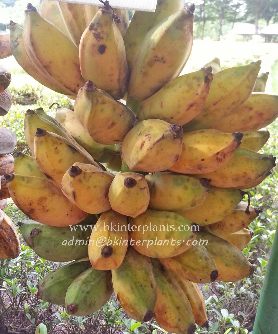 Musa Banana " KLUAI Nam Wa Giant " - Bkinterplants Garden
