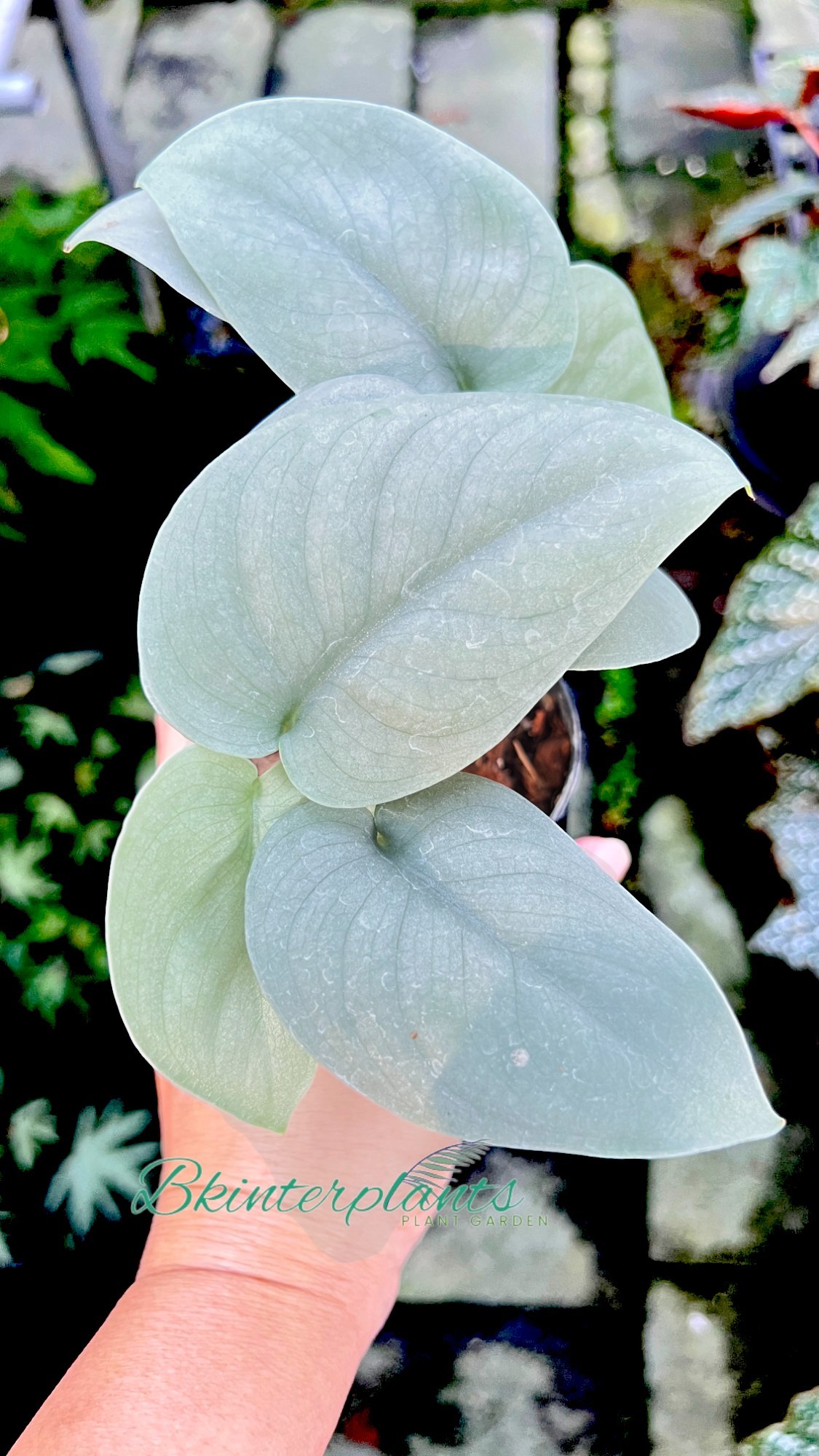 Scindapsus Platinum Java - Bkinterplants Garden