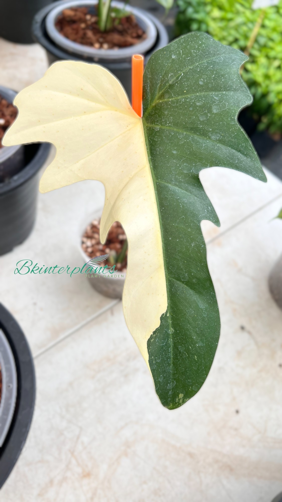 Philodendron Golden Dragon Variegated 1 Leaf - Bkinterplants Garden