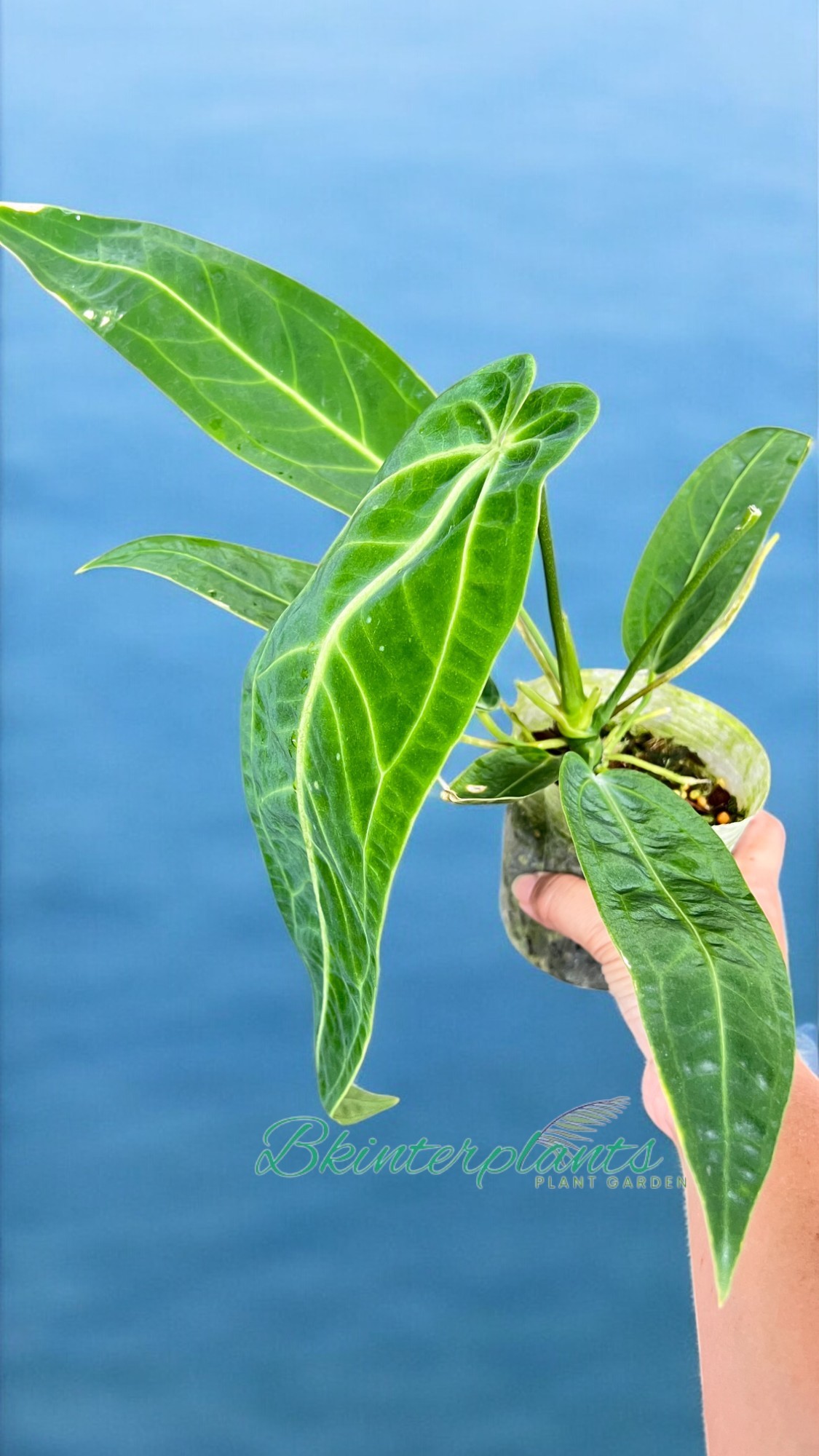 Anthurium Warocqueanum (Queen) - Bkinterplants Garden