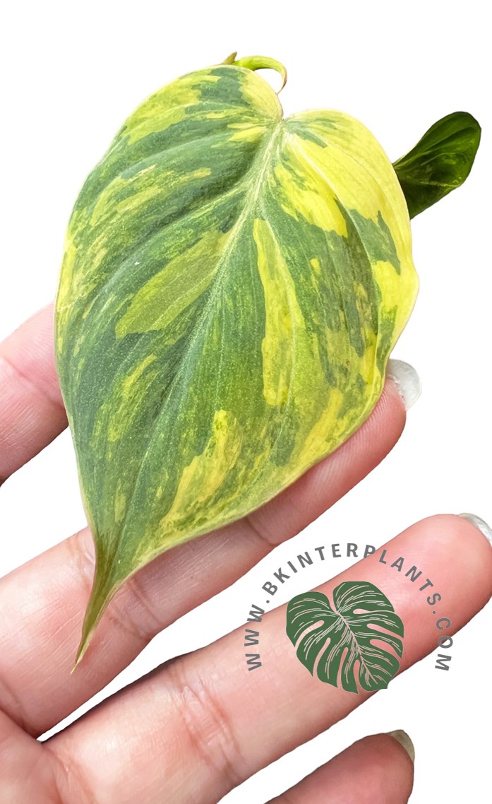 Philodendron Mican Variegated - Bkinterplants Garden