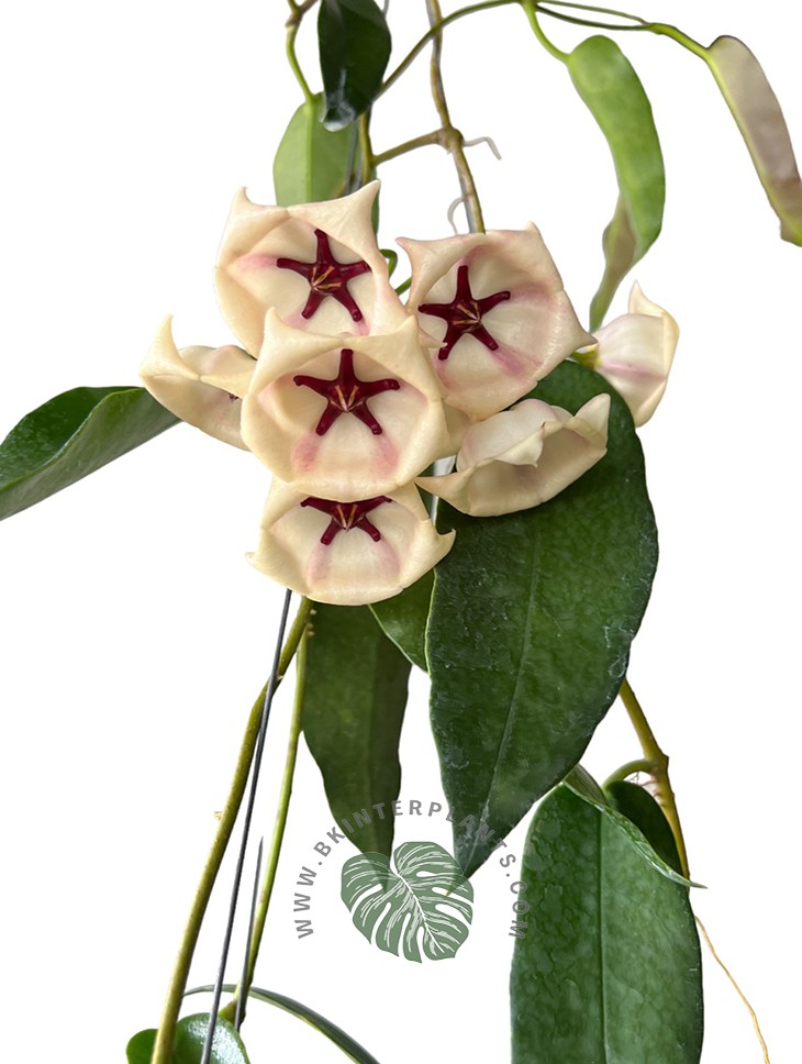 Hoya Archboldiana White - Bkinterplants Garden