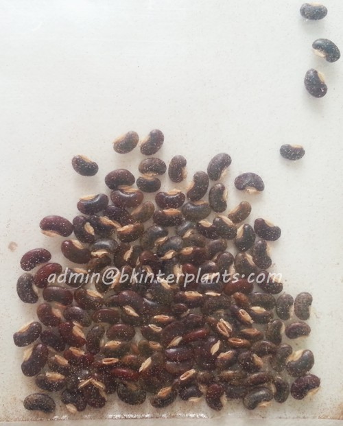 1000 Seeds " Dancing Tree " - Bkinterplants Garden