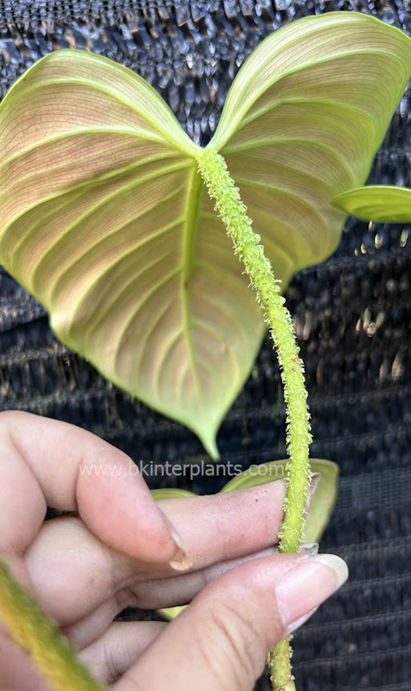 Philodendron Fuzzy Petiole - Bkinterplants Garden