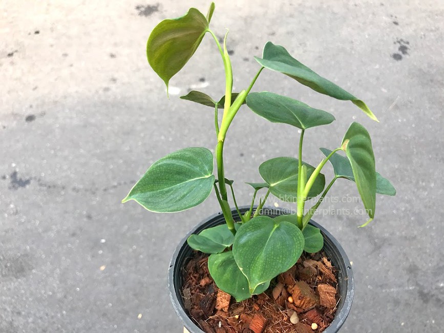 Philodendron Lupinum - Bkinterplants Garden