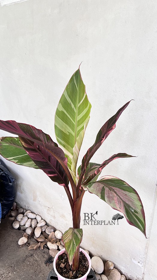 Musa Nono Variegated - Bkinterplants Garden