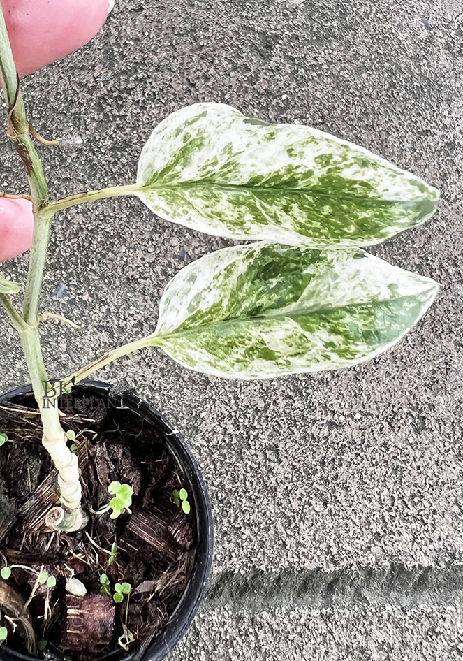 Epipremnum Sp. Bali Hamonam Variegated - Bkinterplants Garden
