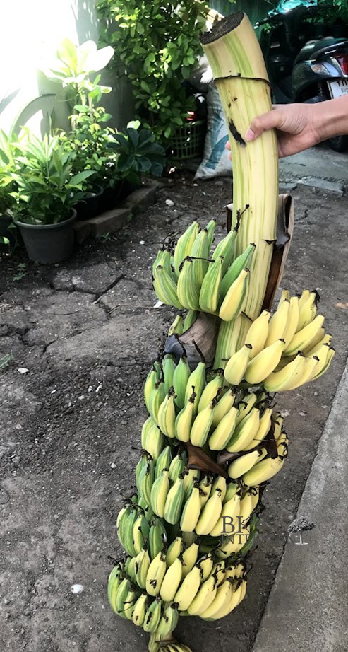 Musa Banana Ice Cream Variegated - Bkinterplants Garden