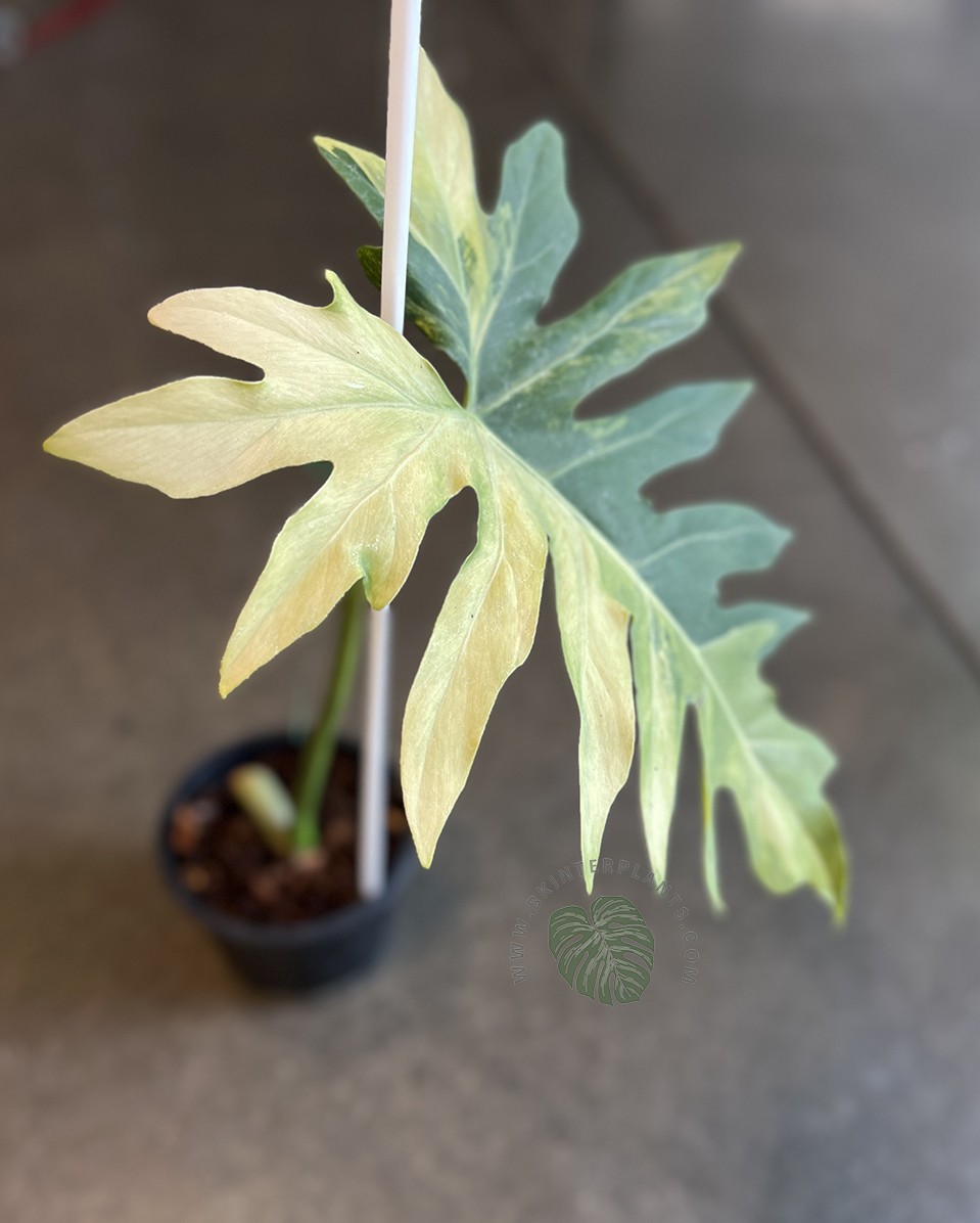 Philodendron Radiatum Variegated 1 Leaf - Bkinterplants Garden