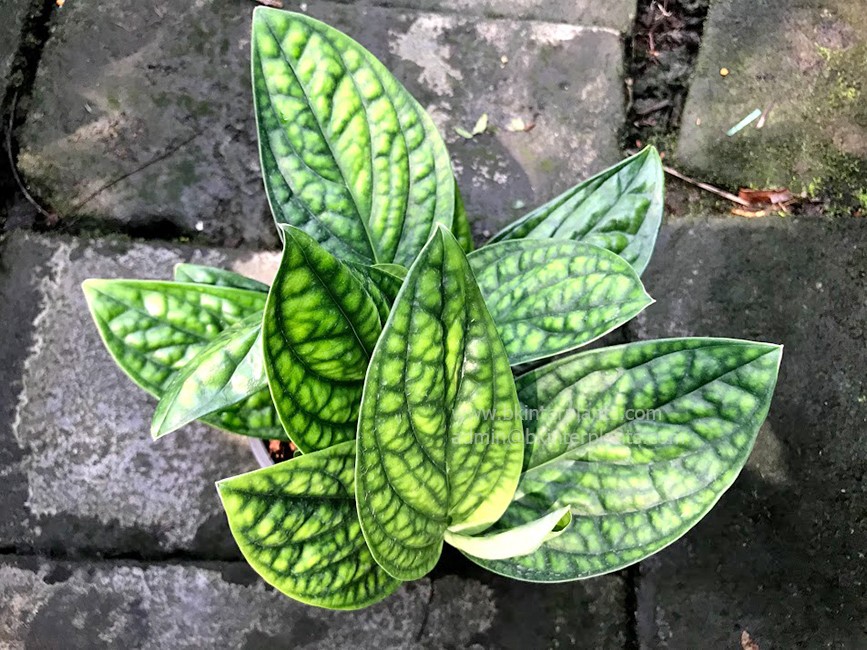 Monstera Karstenianum - Bkinterplants Garden