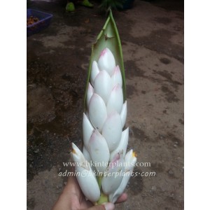 Heliconia " White Pearl " - Bkinterplants Garden