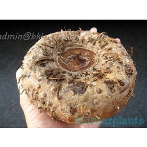 10 Seeds " Amorphophallus " - Bkinterplants Garden