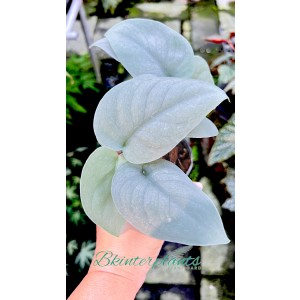 Scindapsus Platinum Java - Bkinterplants Garden