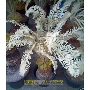 5 Seeds " Cycas siamensis " - Bkinterplants Garden