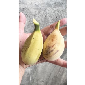 Musa Pitogo - Bkinterplants Garden